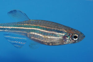 Kizil Lab – Zebrafish and Alzheimer's Disease