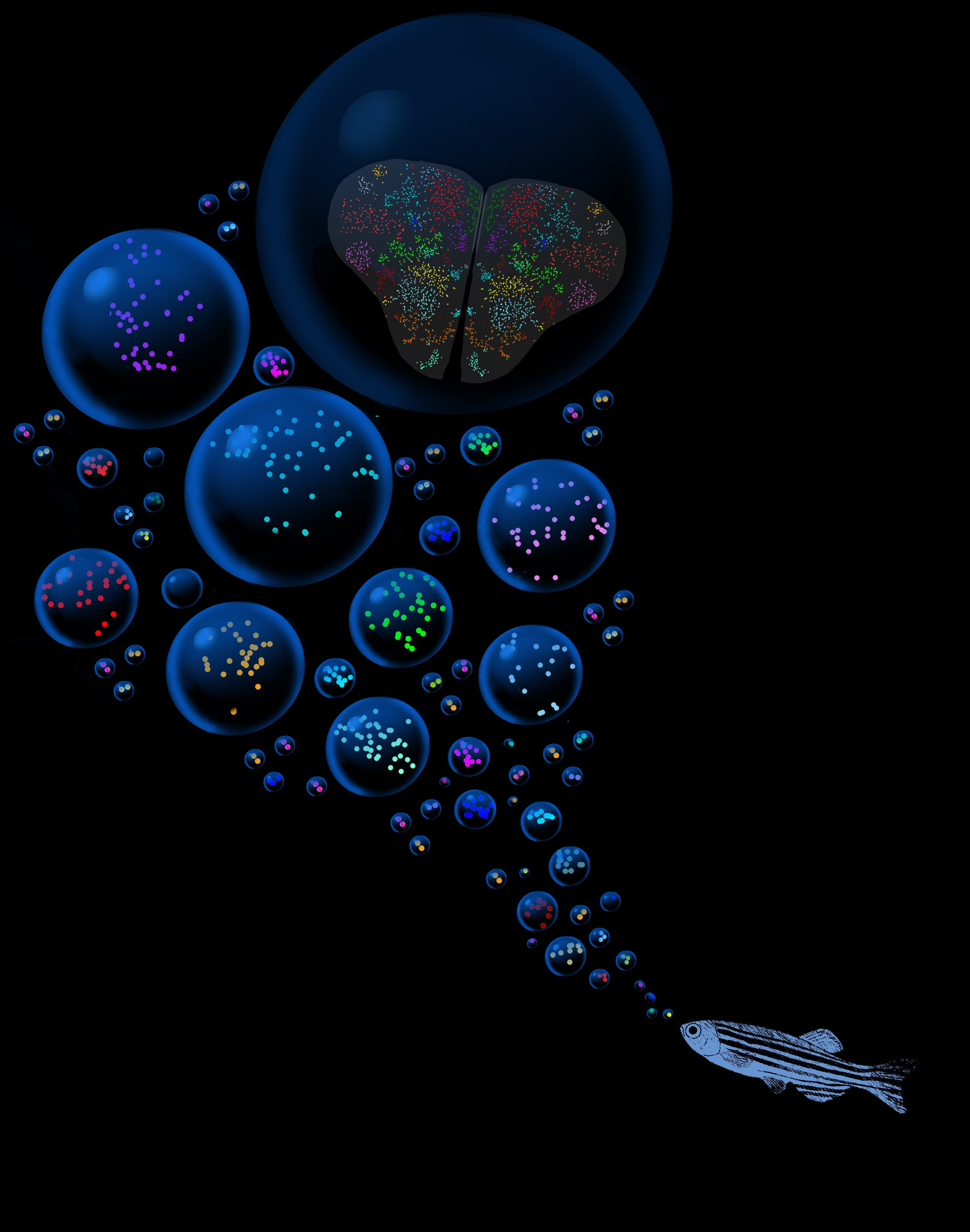 Single Cell Transcriptomics – Kizil Lab